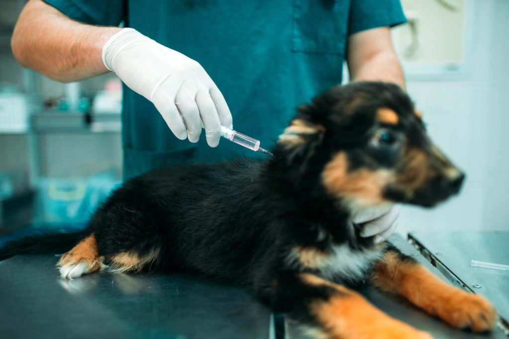 Vaccinations - ST Stead Vets