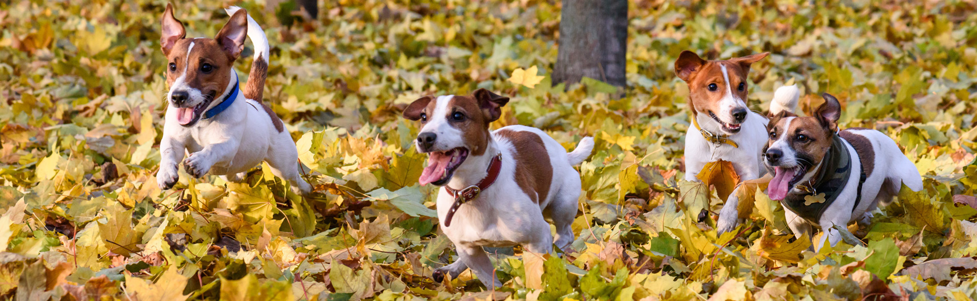 Tail Docking - ST Stead Vets